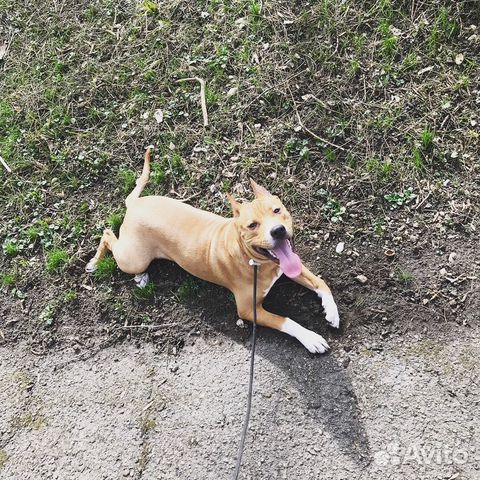 Американский стаф