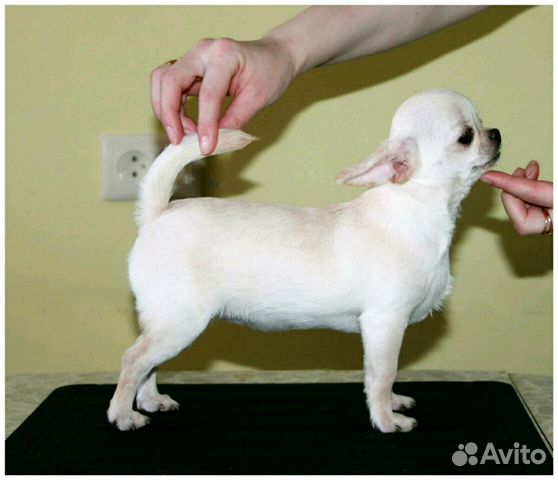 Чихуахуа блондинка