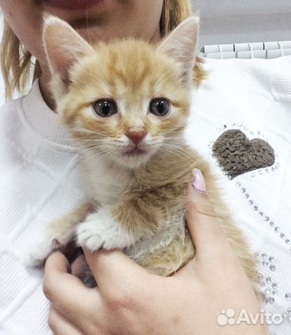 Котята породы усатый - полосатый