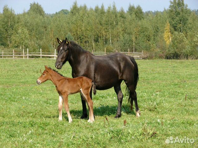 Кобыла обученная и обьезженная. Покрытая