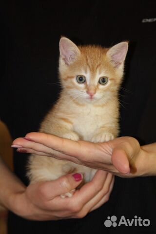 Котенок в добрые руки