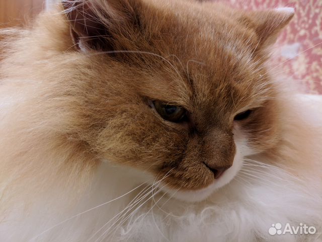 Отдам милого взрослого кота по кличке Шарп
