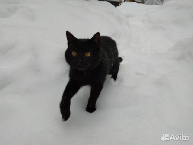 Черный Бомбейский кот