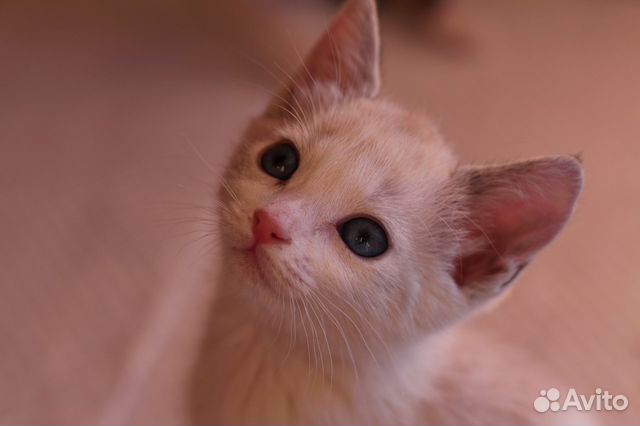 Кошка Афина