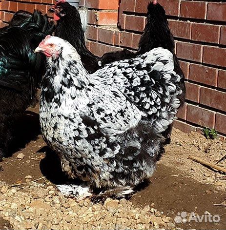 Маран и Кохинхины цыплята