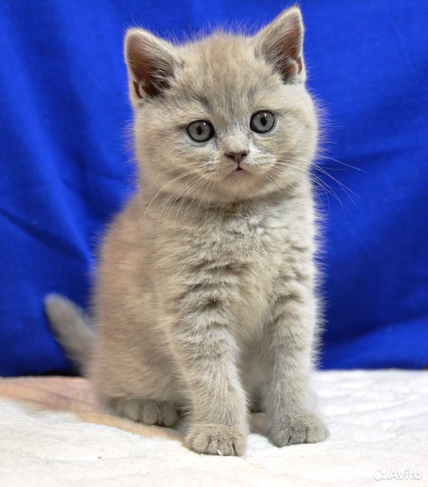 Лиловое очарование