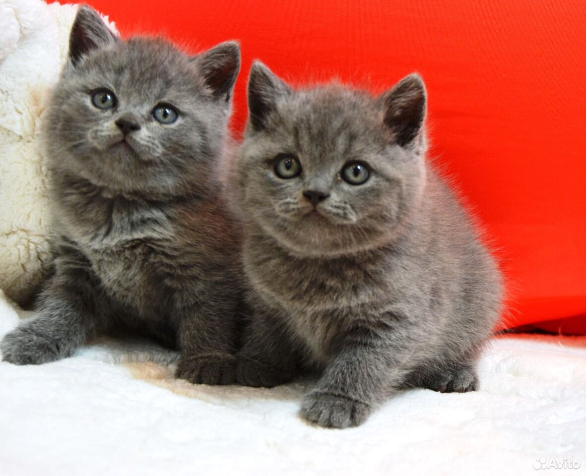 Согревающие душу