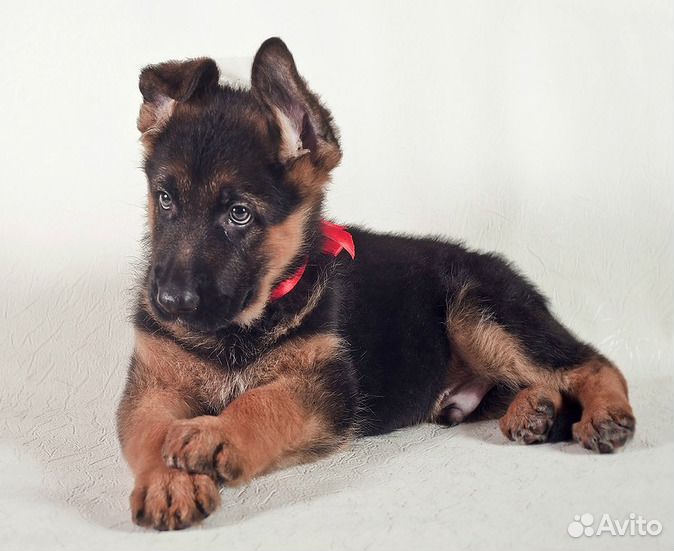 Мощные, крупные и крепкие