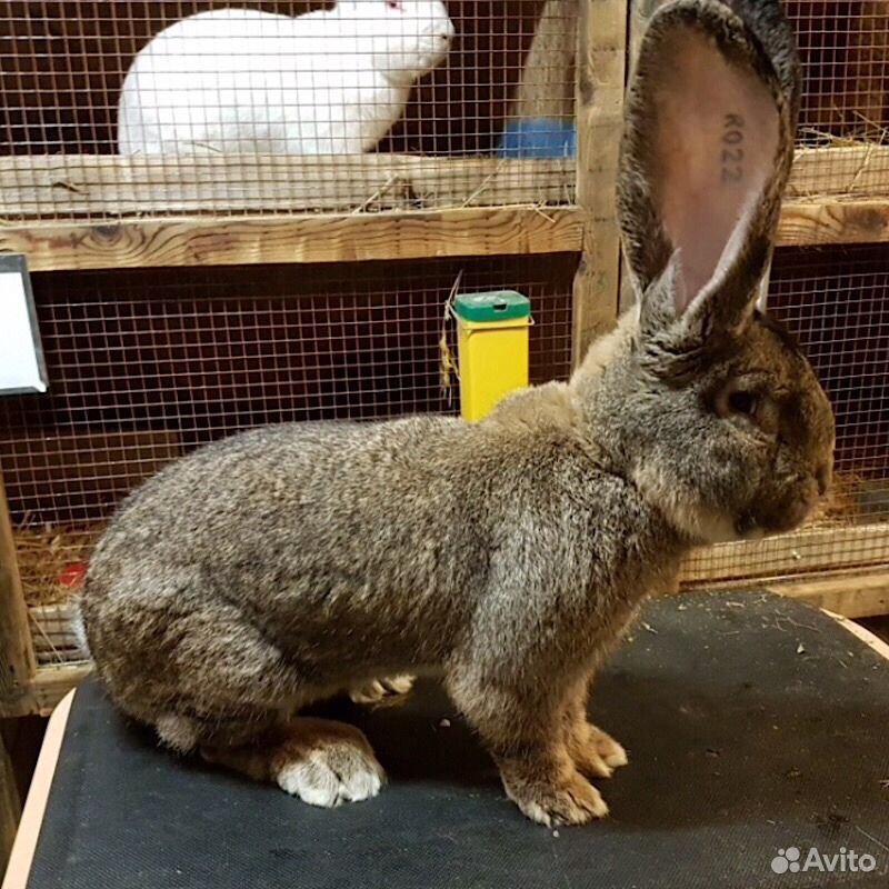 Чистопородные Самцы и Самки Фландр. Привитые. Разн