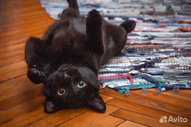 Красавица Микаэлла в добрые руки