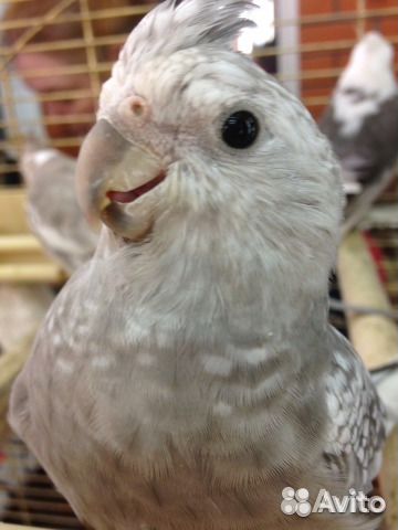 Корелла ручные птенцы питомник Медвежьи озера