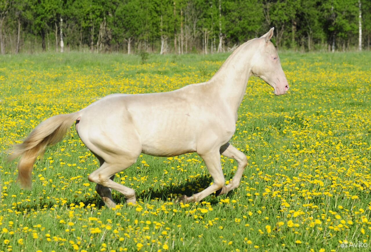 Элитные ахалтекинские лошади