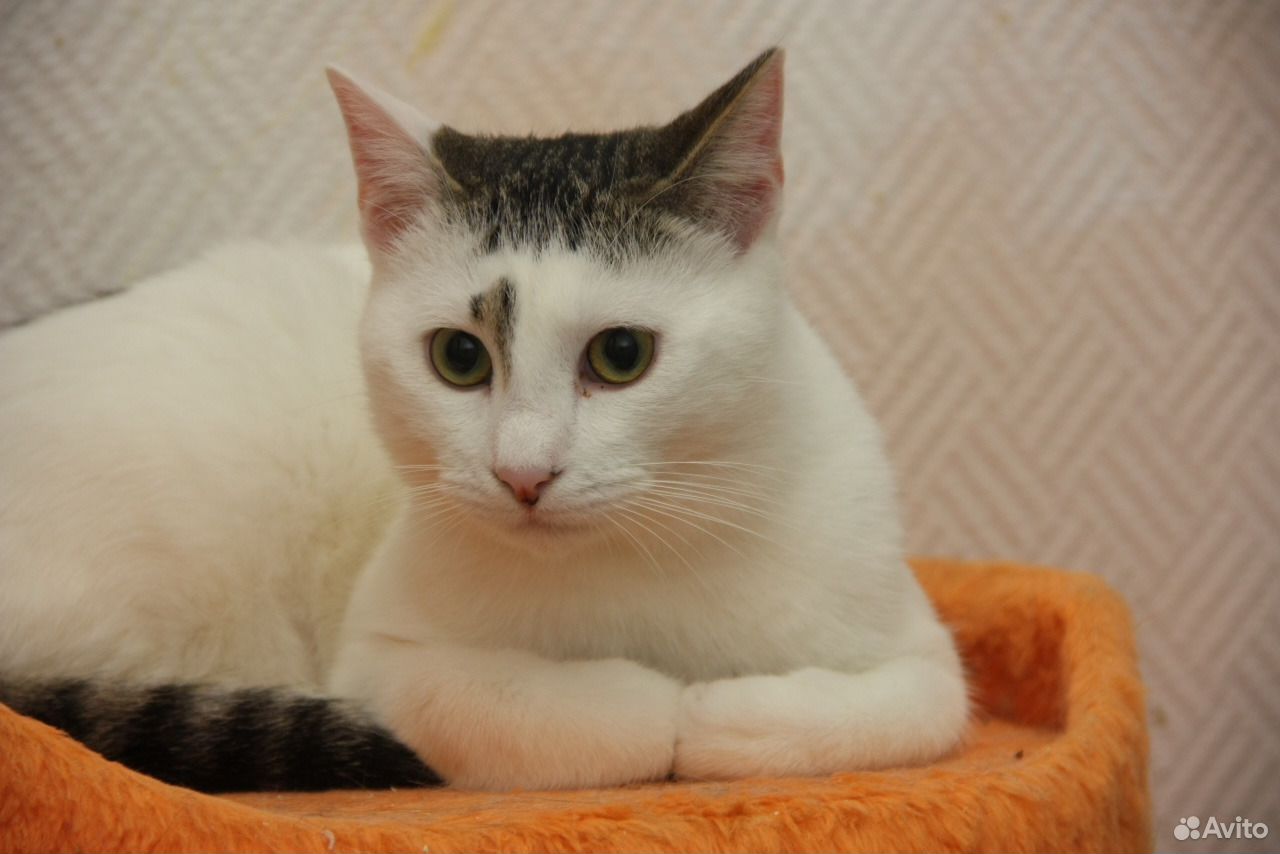 Пьеро в добрые руки