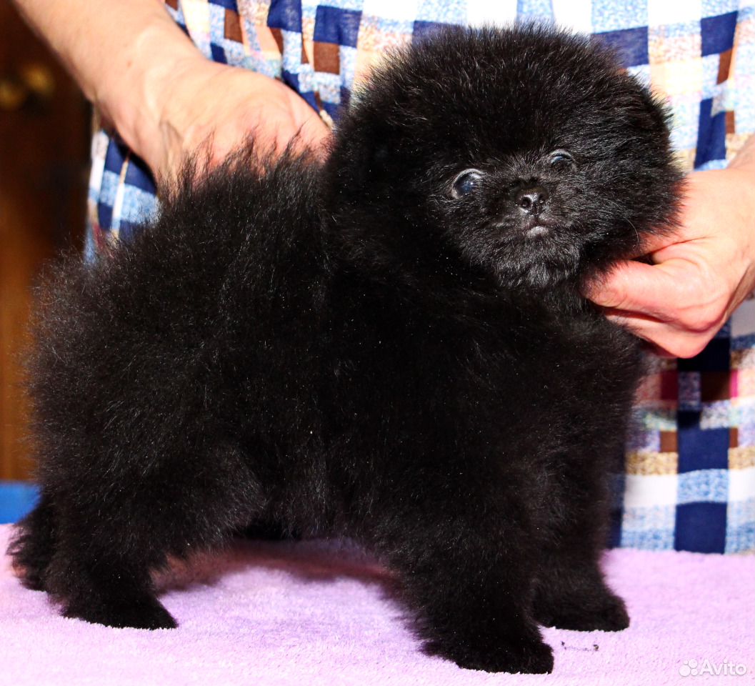 Малыш черныш