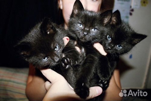 Котята Черные Пантерки в дар в добрые руки