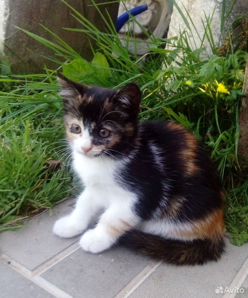 Котёнок в дар