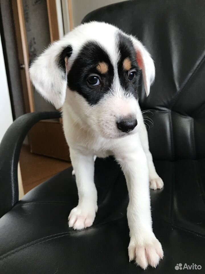 Фантастическая четверка ищет любящих мам-пап