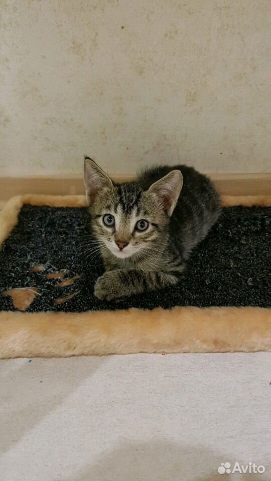 Котенок мальчик возраст около 1 мес