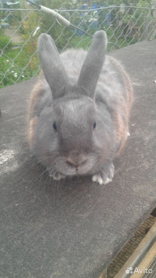 Декоративный самец