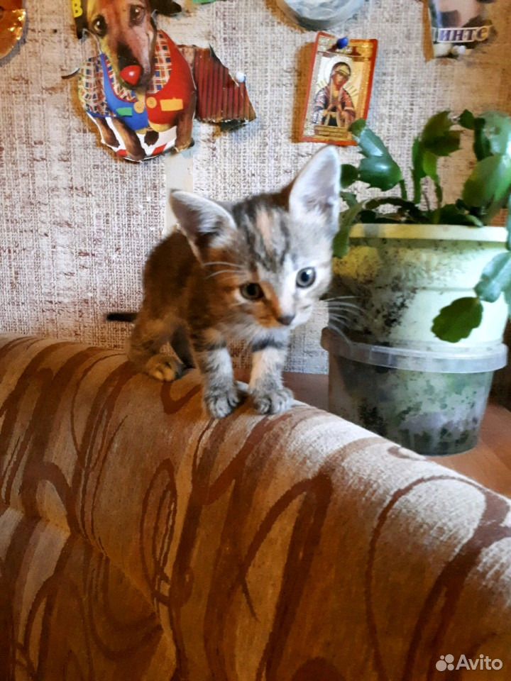 Котята