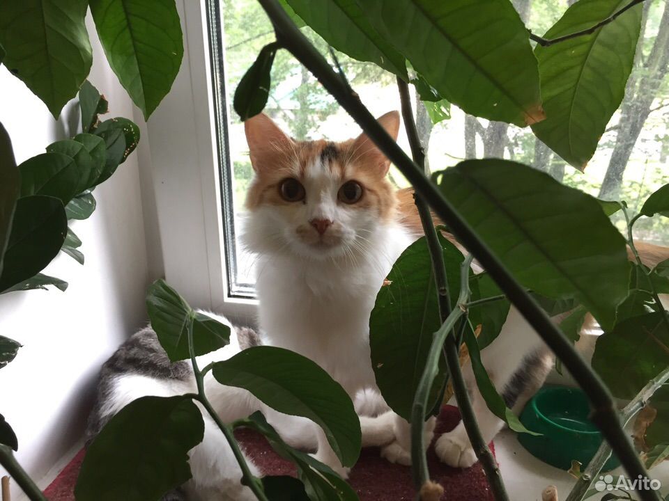 Кошечка Пушинка Алиса ищет дом