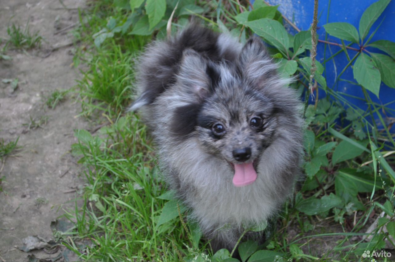 Мальчик голубой мерле