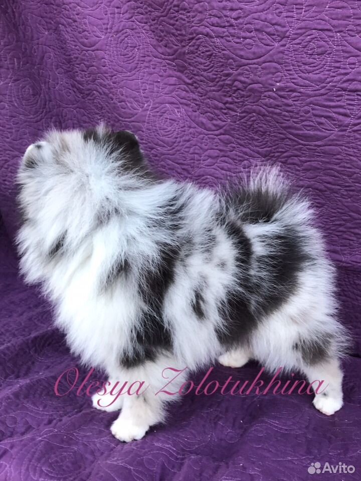 Щенок померанского шпица