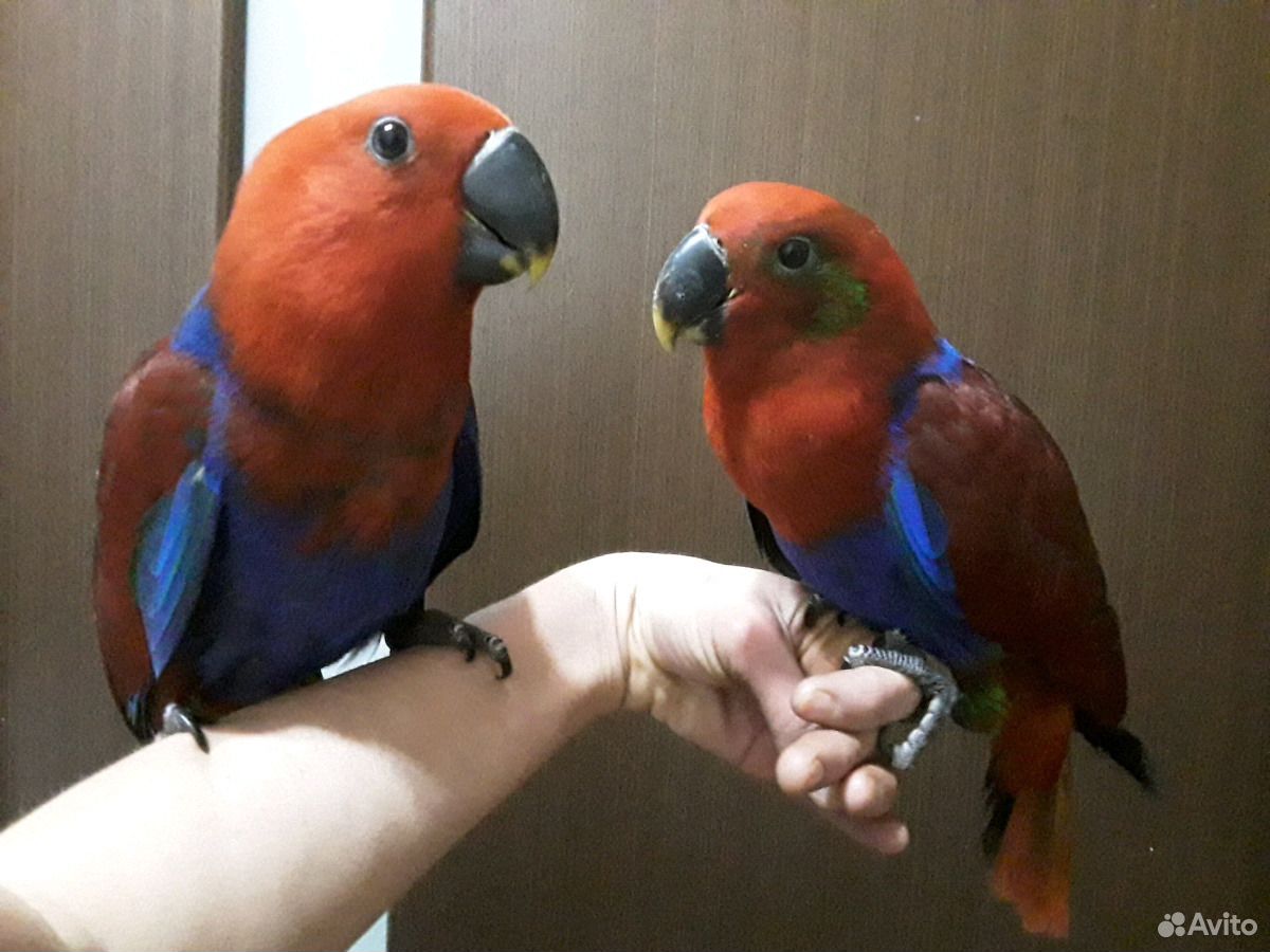 Эклектус, благородный попугай птенец выкормыш самк