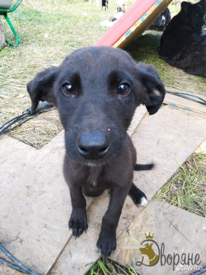 Очаровательный Уголек ищет семью