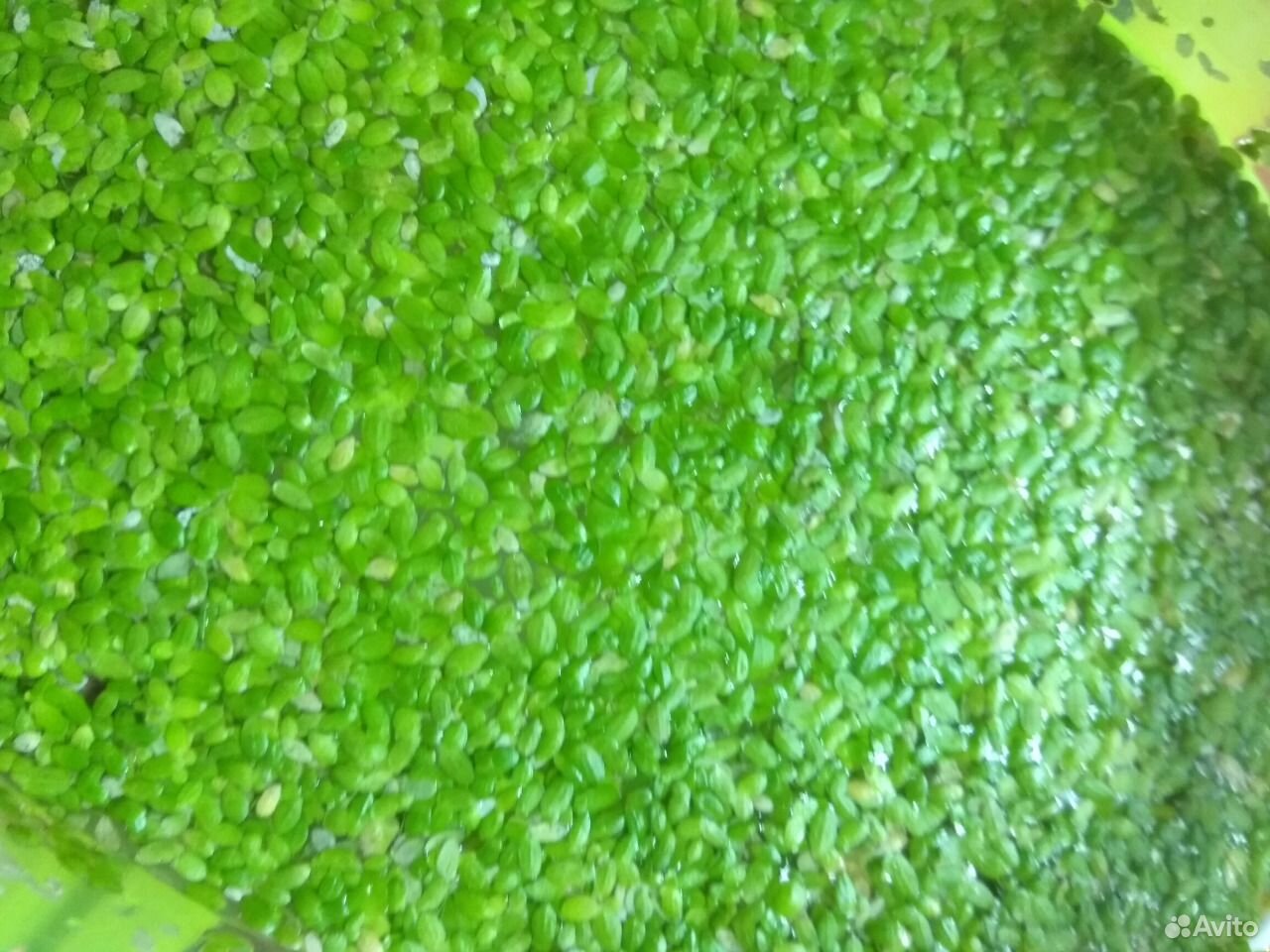 «Ряска» аквариумное растение