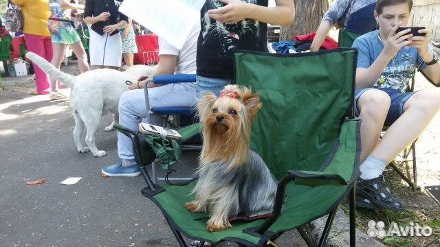 Йоркширский терьер для вязки