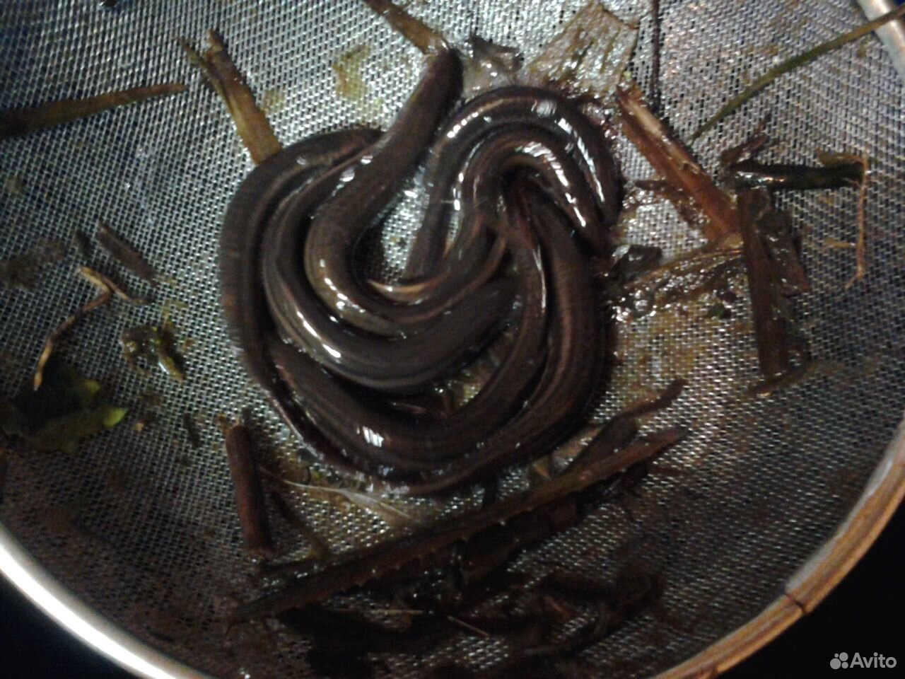 Вьюн для пруда