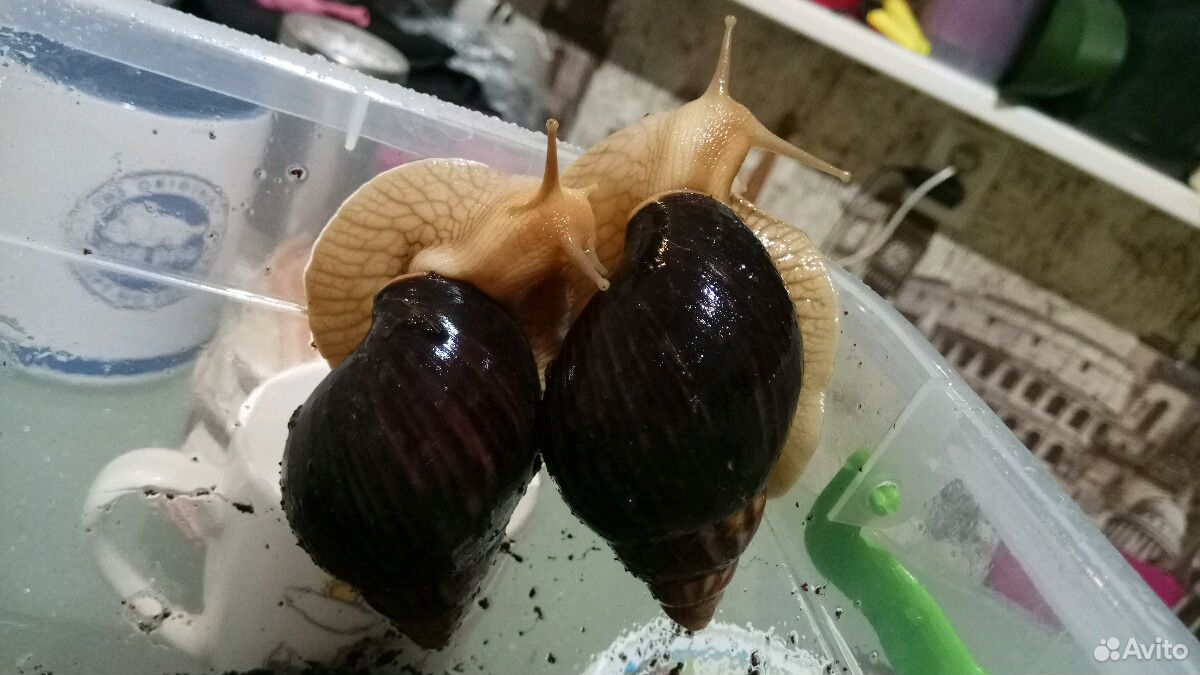 Ахатина иммакулята-пантера,ламаркиана