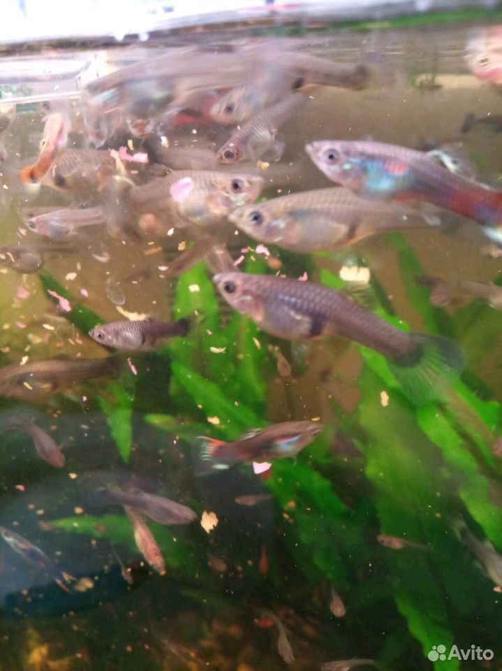 Рыбки Гуппики