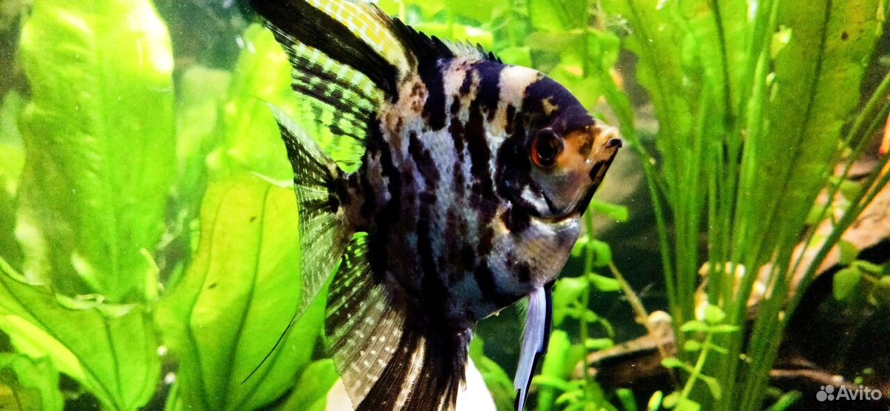 Мраморные Скалярии