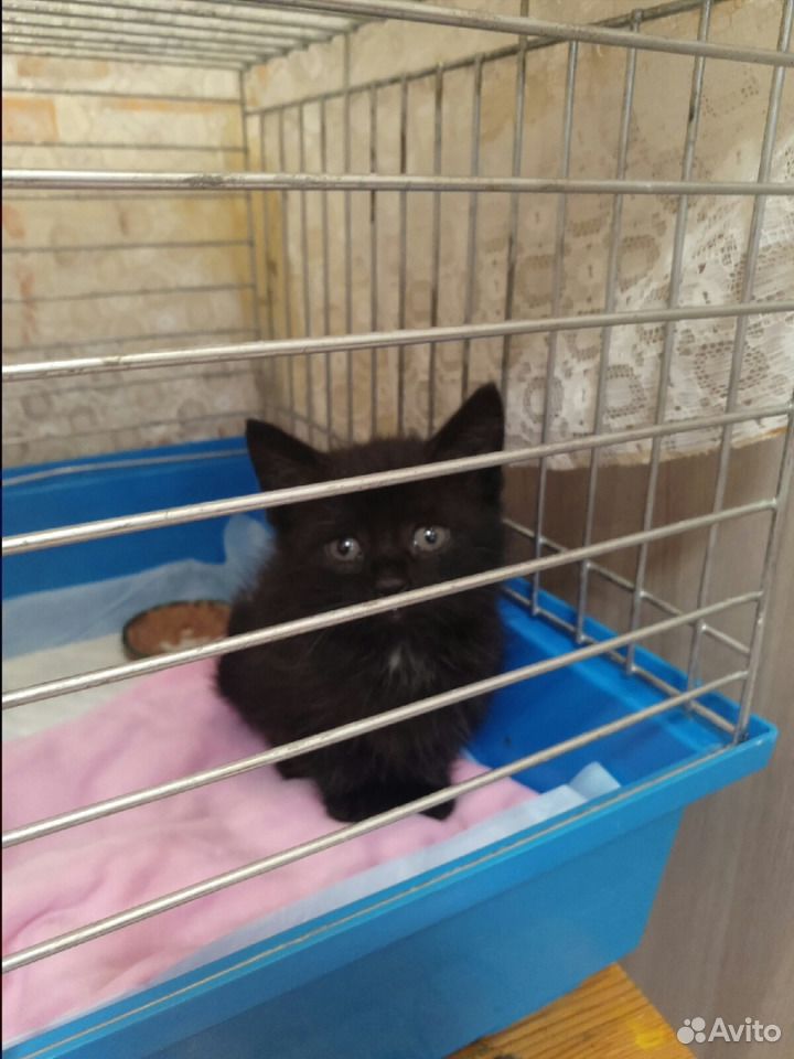 Малышка Багирка ищет дом