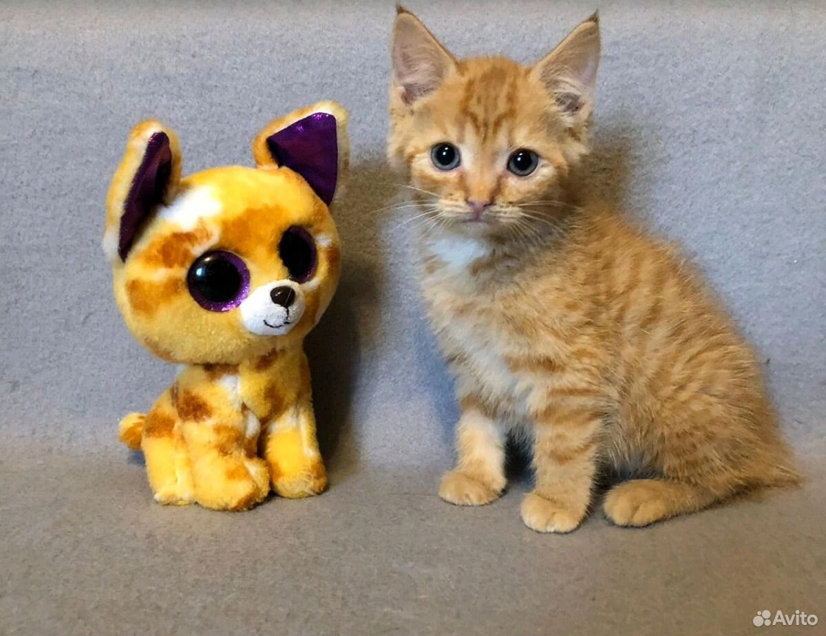 Малыш Лучик ищет мама и папу,возраст 1 месяц