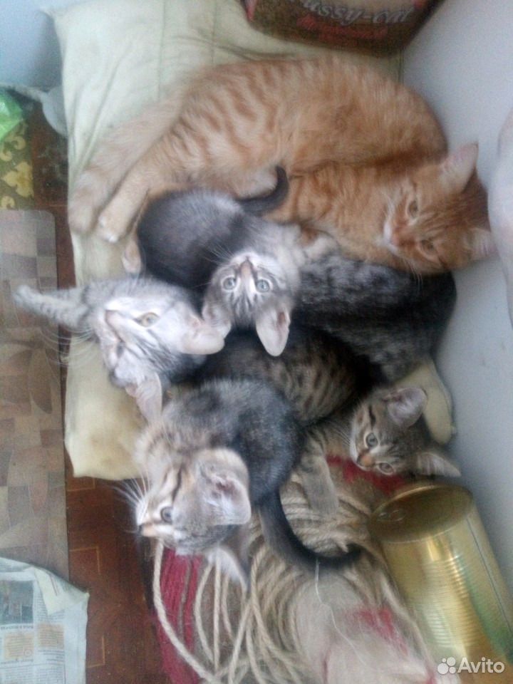 Котята в хорошие руки. екш, игривые, веселые