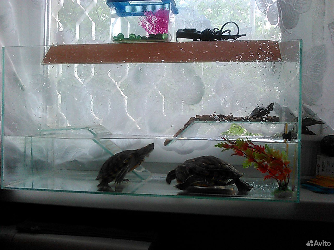 Продаю трёх черепашек с аквариумом