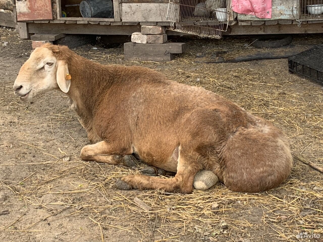 Бродам гисарского барана 2016 года рождения на пле