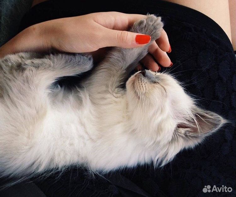 Ласковые котики (Ragdoll)