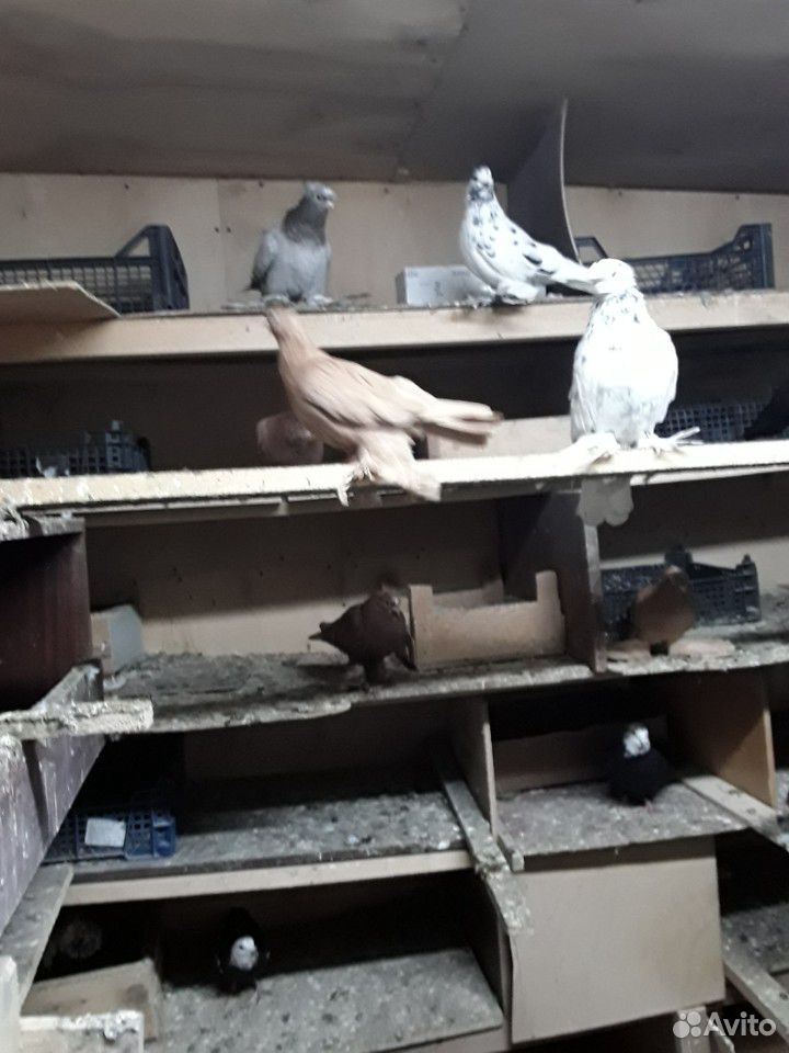 Узбекские игровые голуби