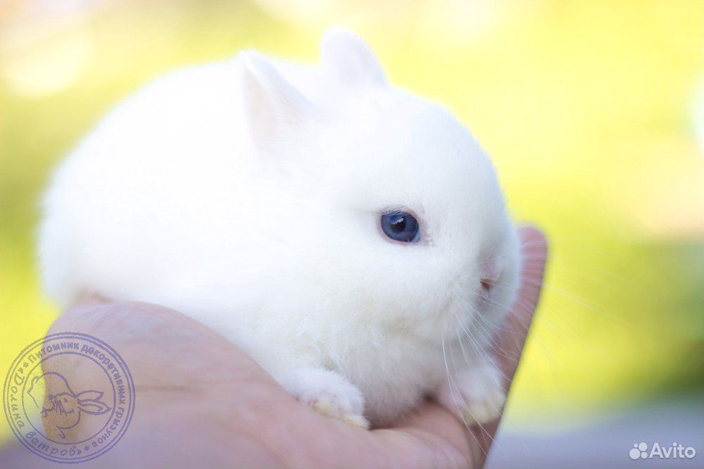 Декоративный карликовый кролик белый голубоглазый
