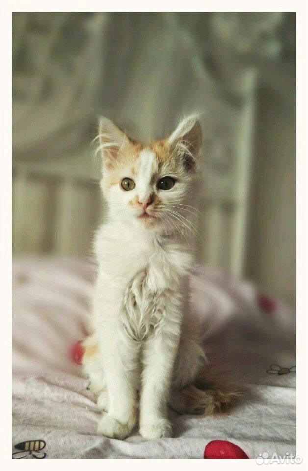 Рыжуля в дар