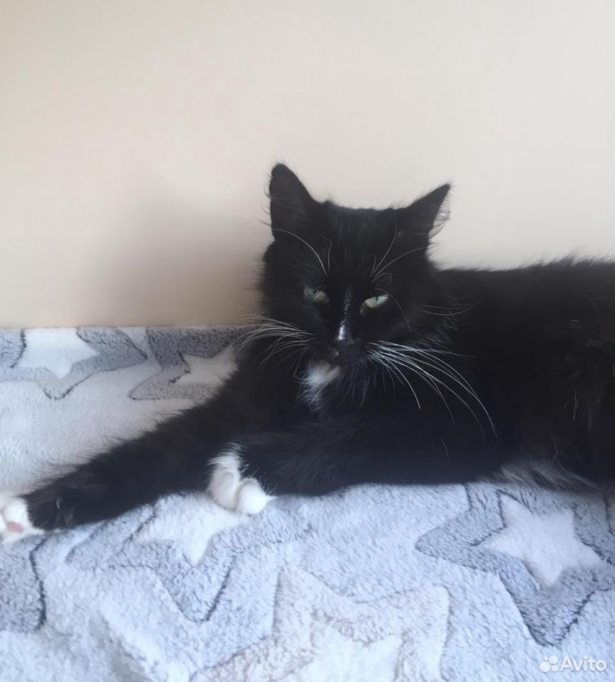 Кошечка Королевишна спокойная, тихая в дар