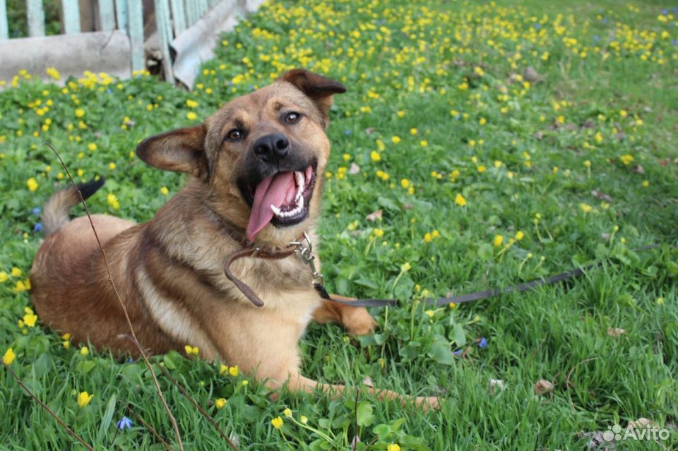 Ищет дом замечательный песик Вальтер