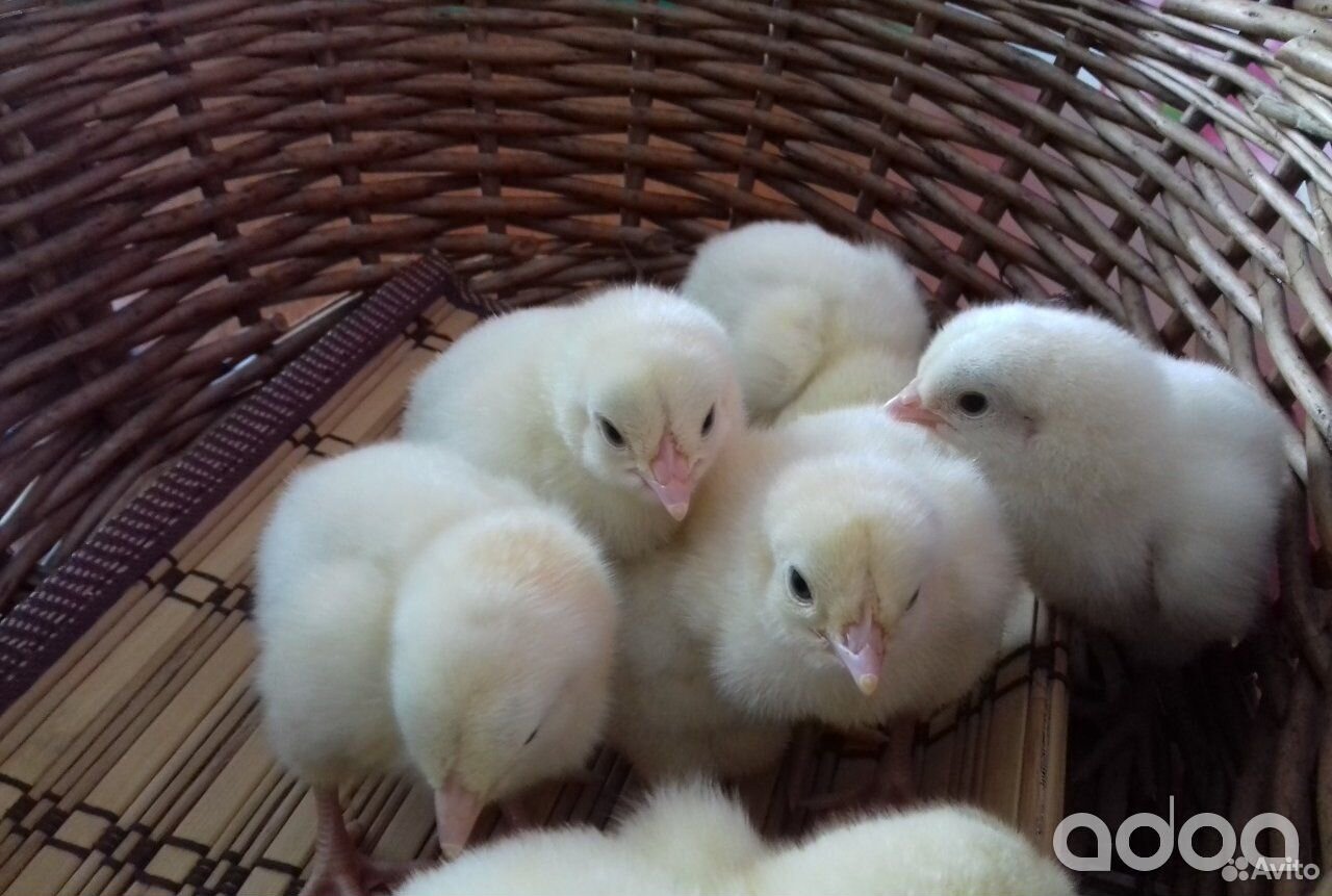 В наличии суточные цыплята кобб500