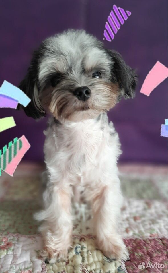 Мини мальчик болоночка подрощенный