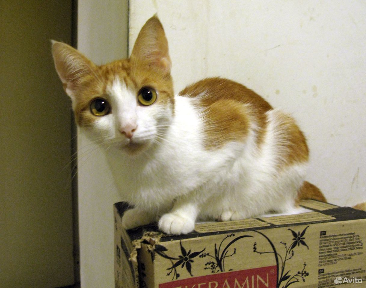 Рыжее солнце красавица кошечка Иванна в добрые рук