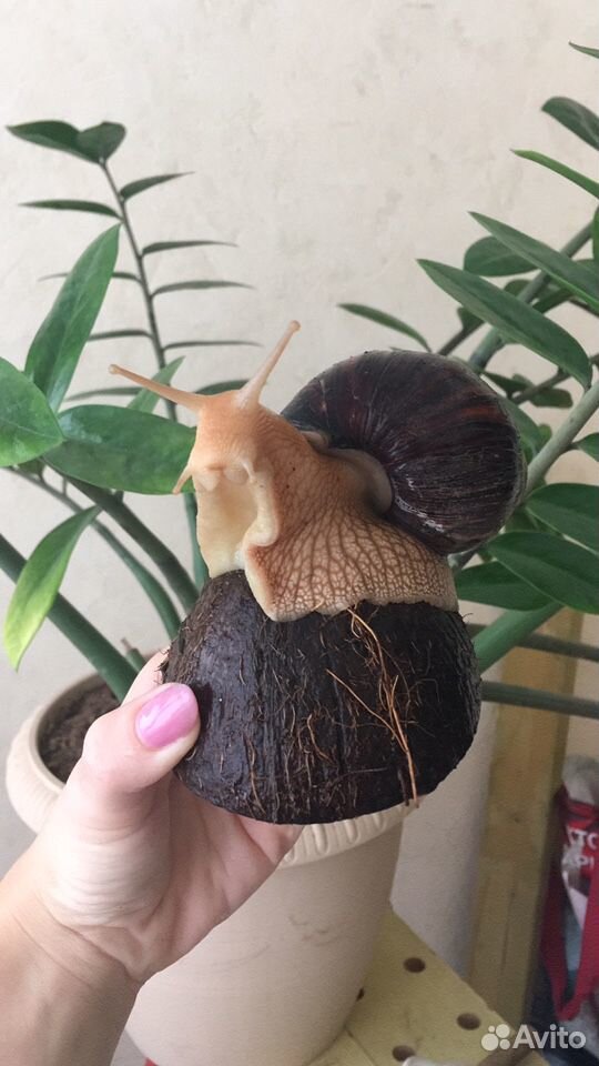 Улитка ахатина